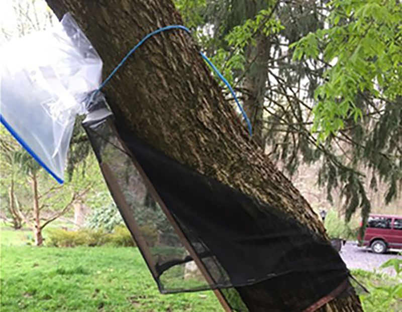 Video Tutorial: Spotted Lanternfly Trap – Moon Township Garden Club